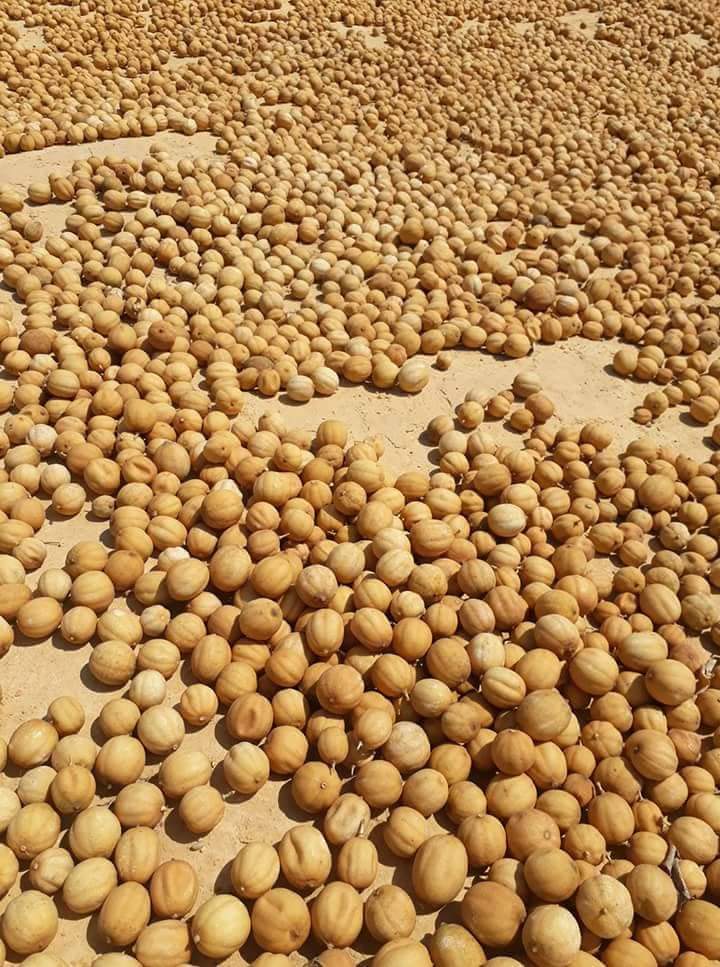 Gallery – AL Hamza Agro