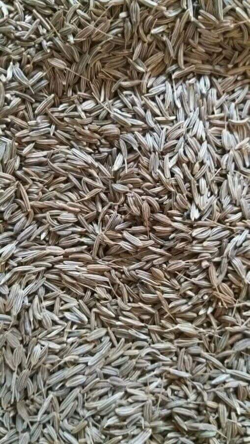 Gallery – AL Hamza Agro