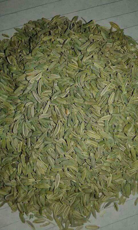 Gallery – AL Hamza Agro