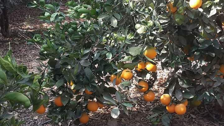 Gallery – AL Hamza Agro