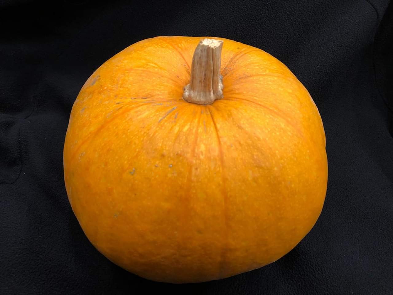 Gallery – AL Hamza Agro