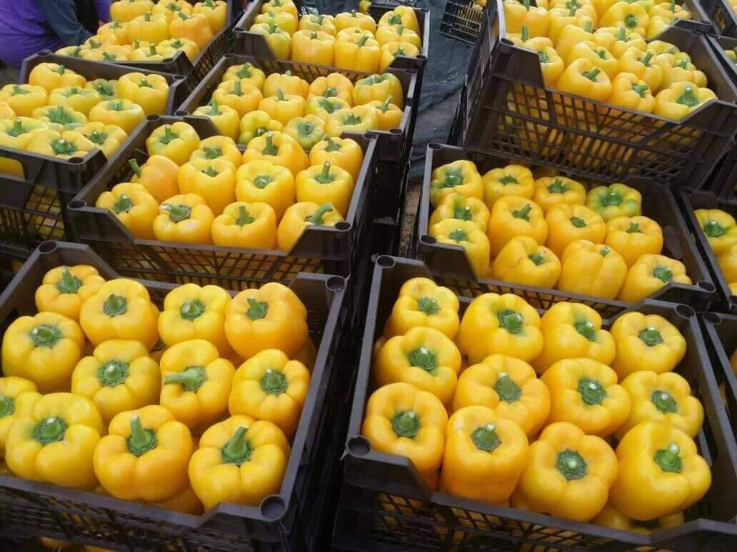 Gallery – AL Hamza Agro