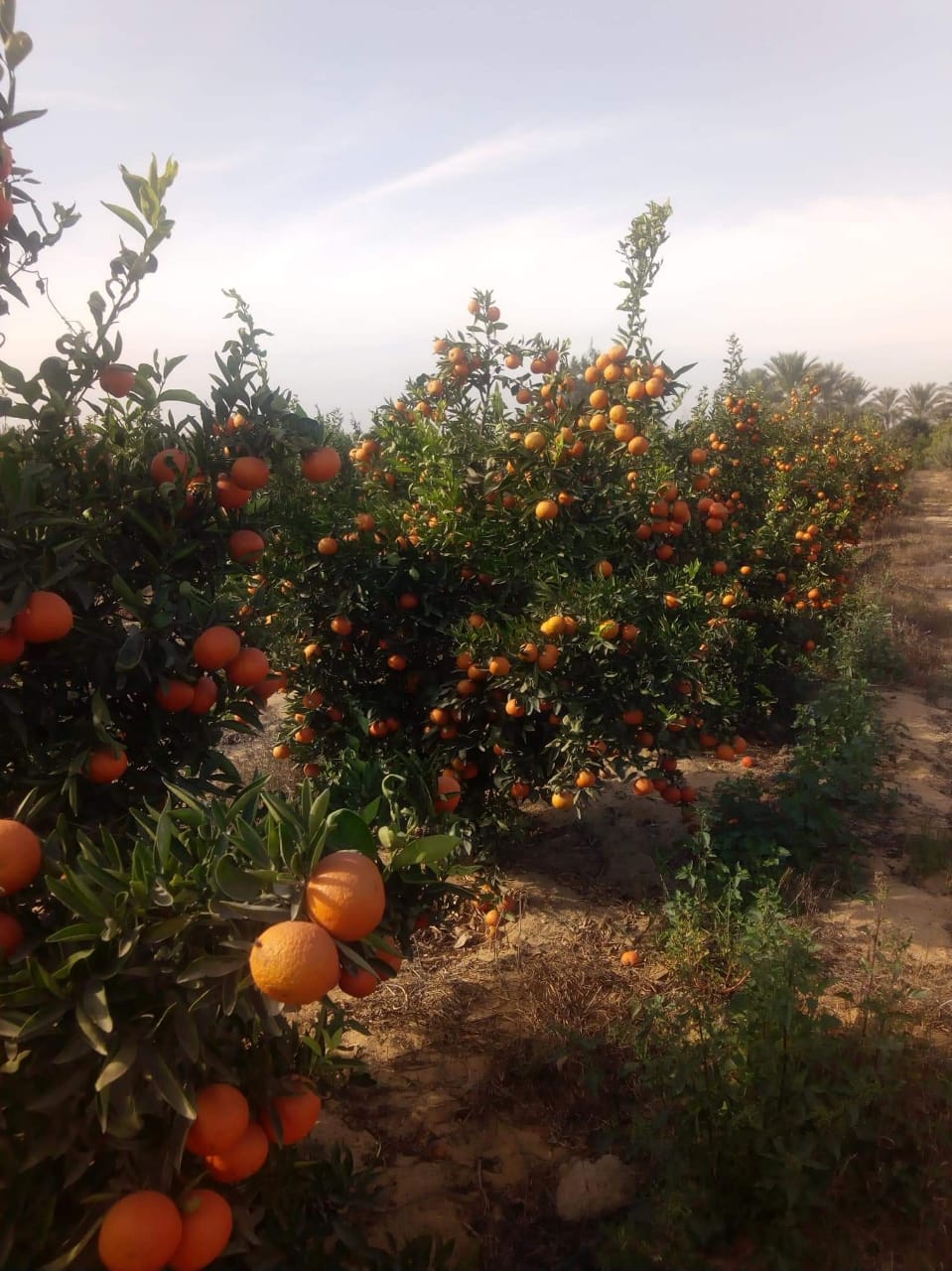 Gallery – AL Hamza Agro