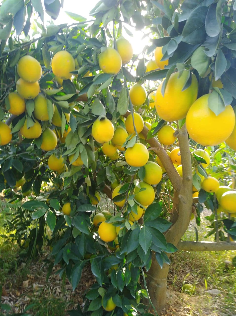 Gallery – AL Hamza Agro