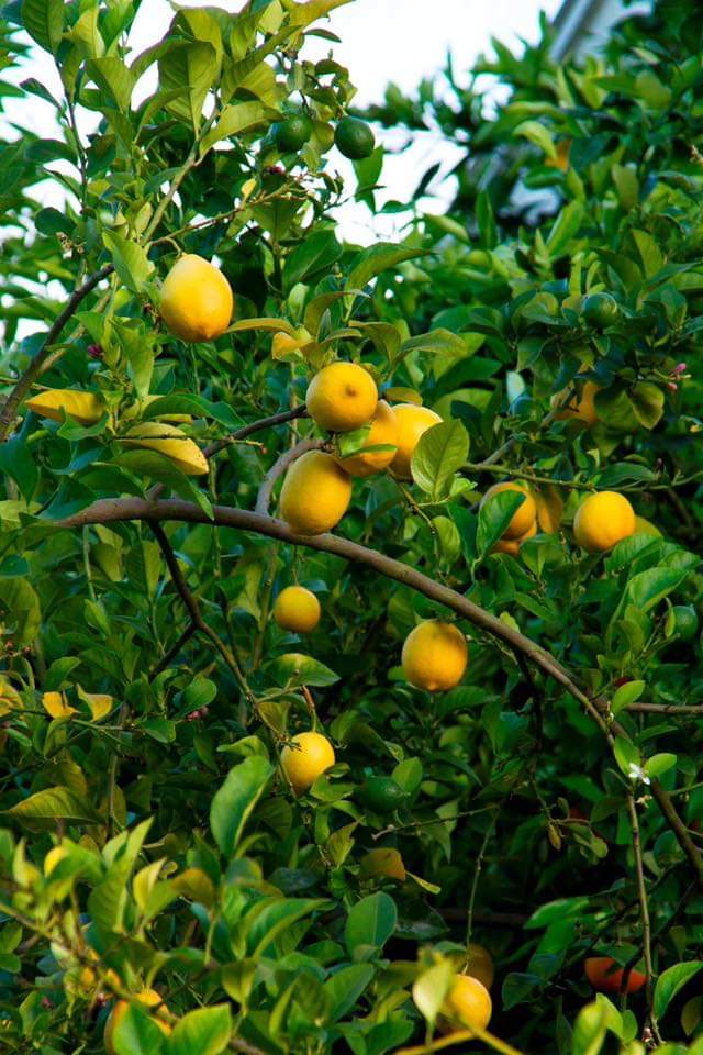 Gallery – AL Hamza Agro