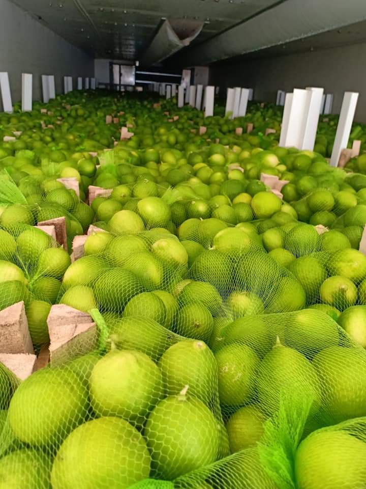 Gallery – AL Hamza Agro