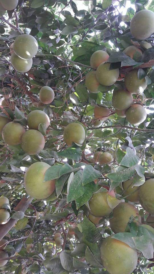 Gallery – AL Hamza Agro